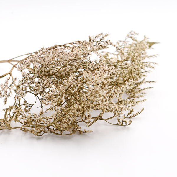Statice Tatarica getrocknet | Natur/Weiss | 3 Stiele | Trockenblumen ...